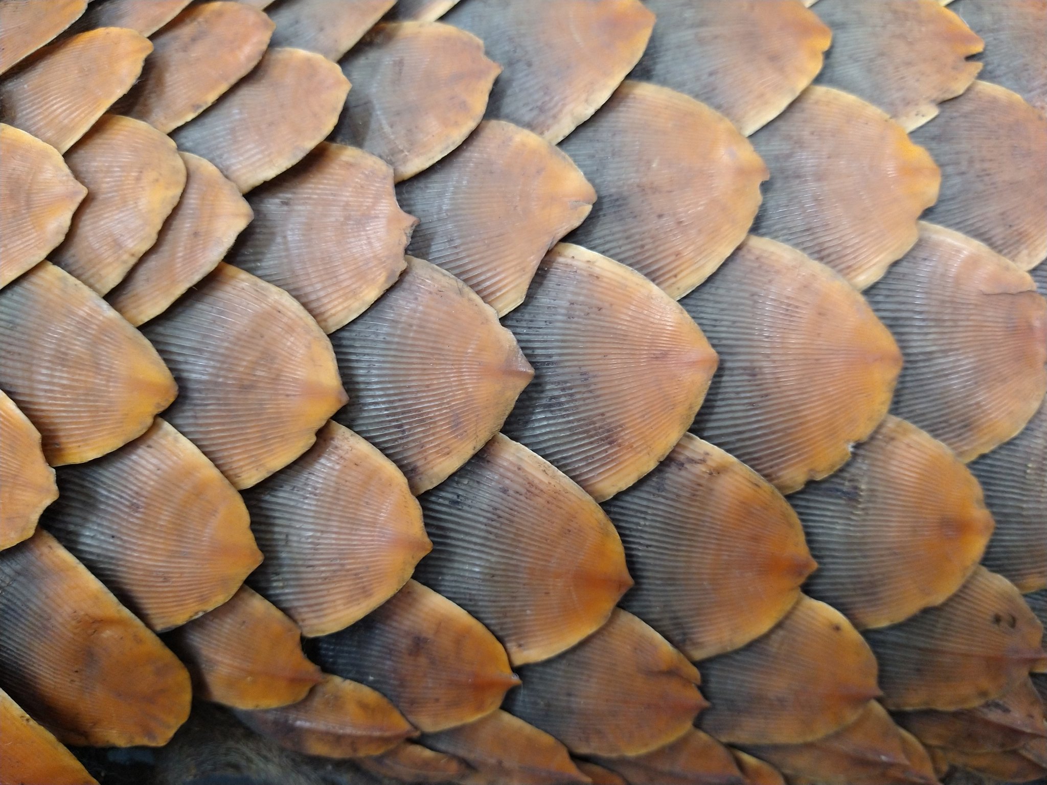 Pangolin Scales