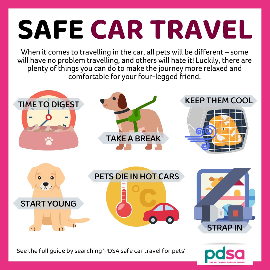 PDSA on Twitter: "Most pets will need to take a trip in the car at some point – even if it’s ...