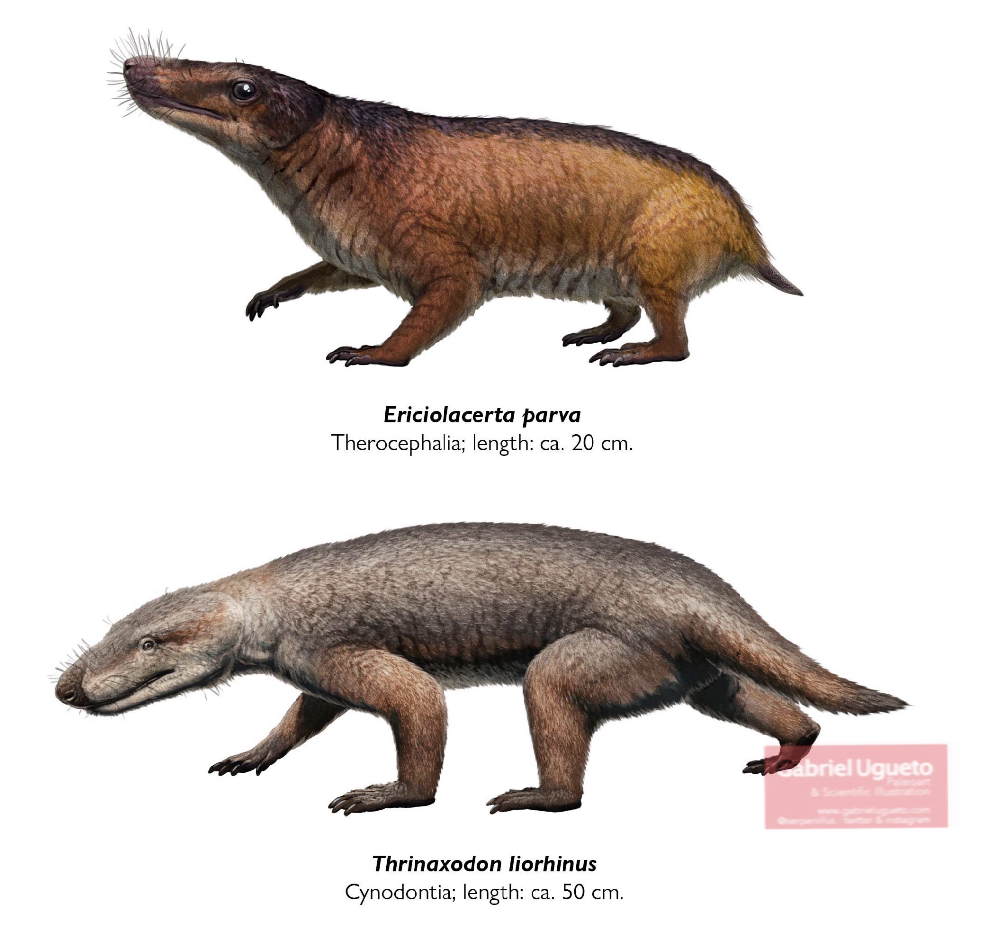 Thrinaxodon