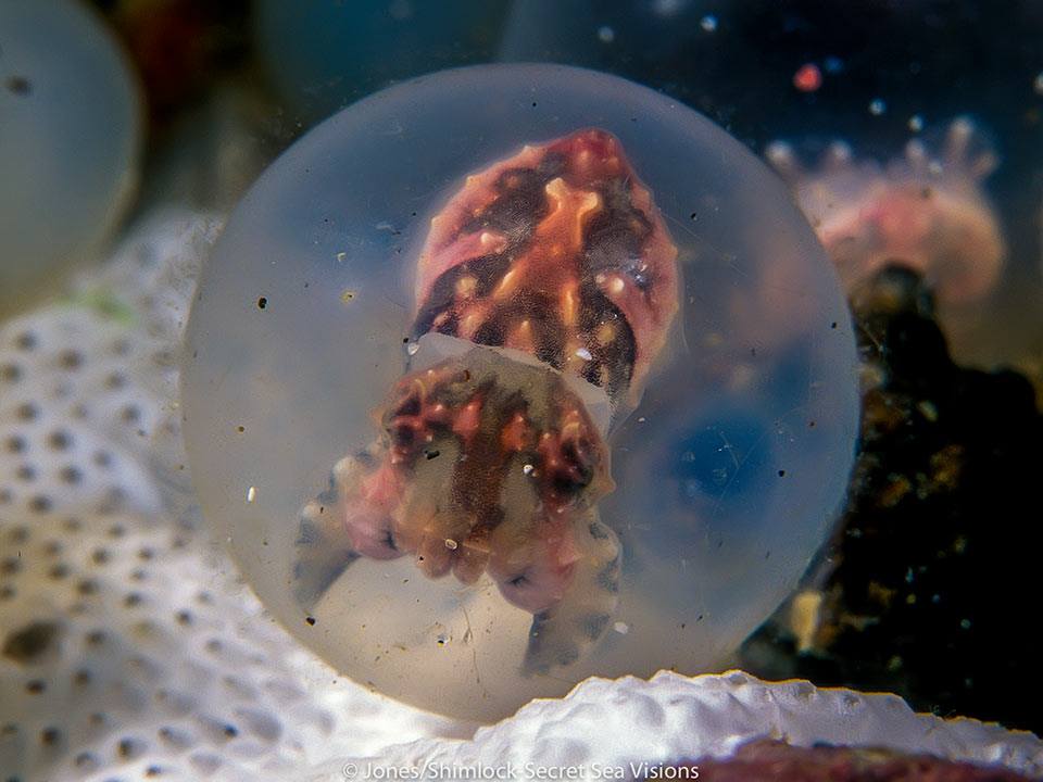 Cuttlefish Eggs Hatching
