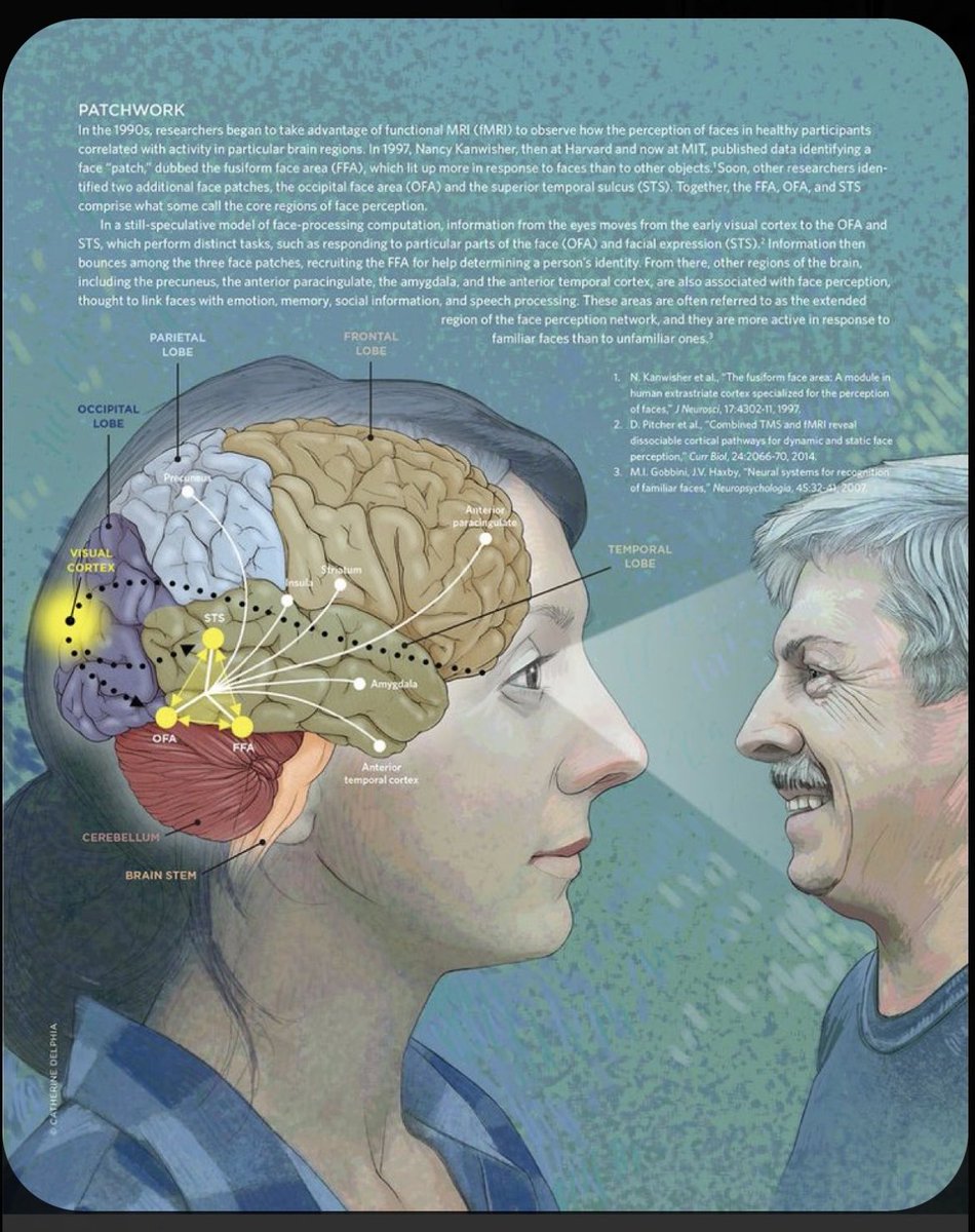 Oren Gottfried, MD on Twitter: "How does the BRAIN recognize FACES and decipher expressions ...