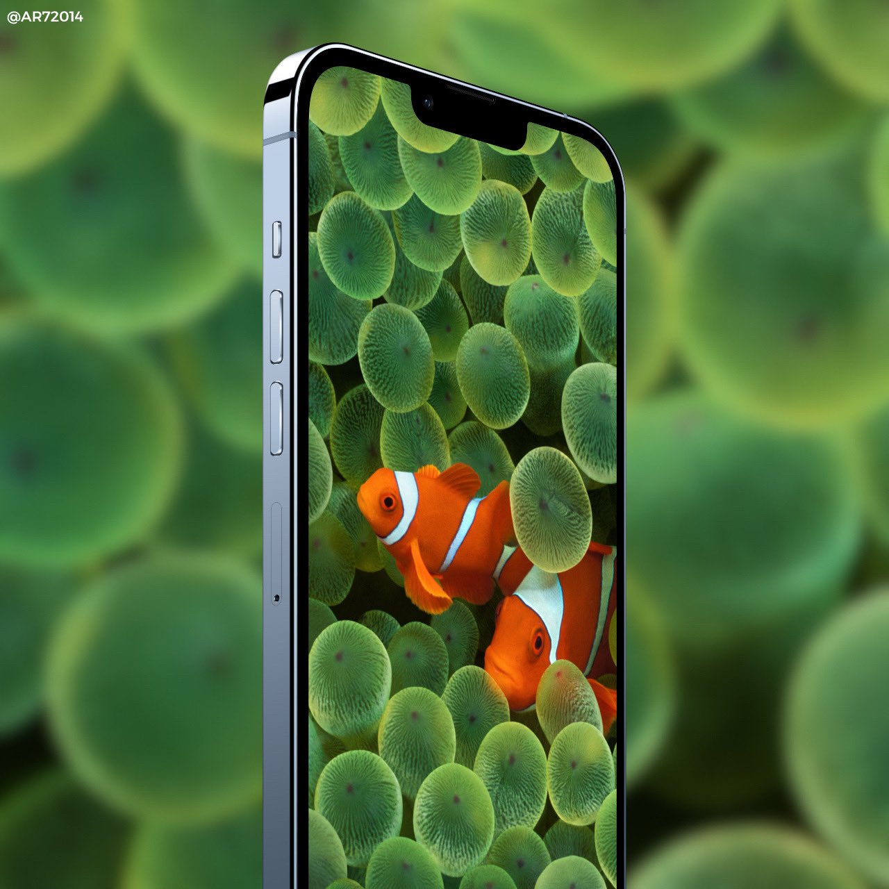 Clown Fish Wallpaper Iphone 5