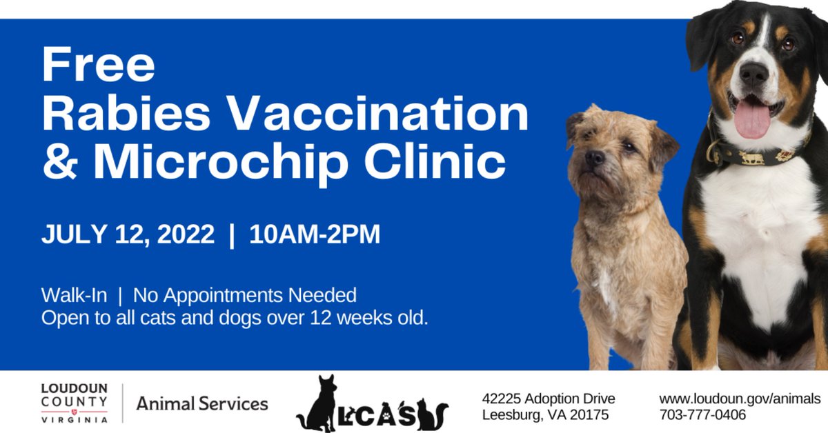 Loudoun County Animal Shelter Available Cats