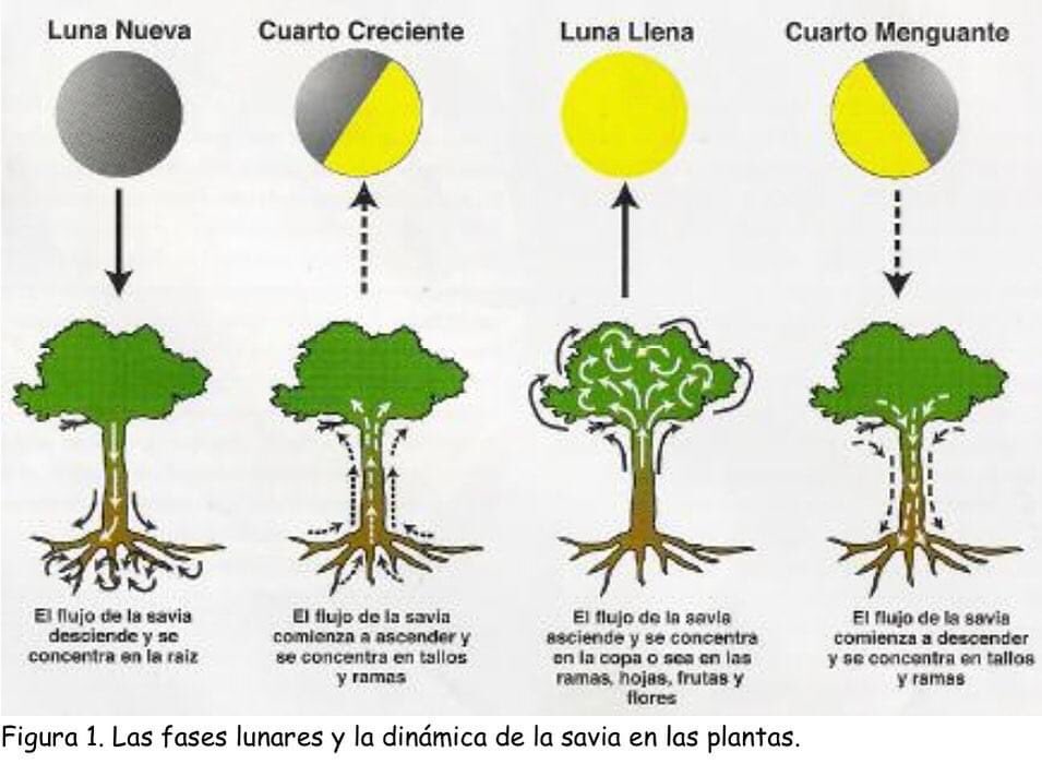 InfoAgronomo on Twitter: InfoAgronomo on Twitter: