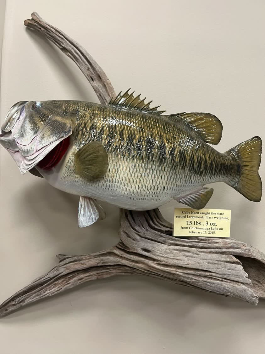 Largemouth Bass Mounts
