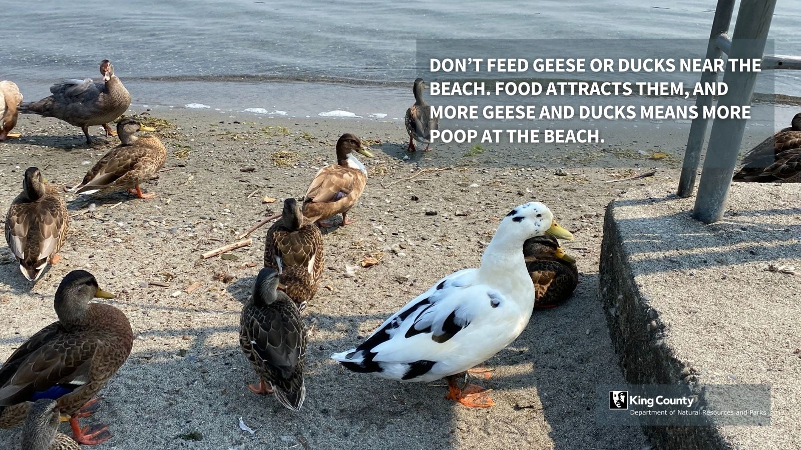 Can Duck Poop Make Dogs Sick