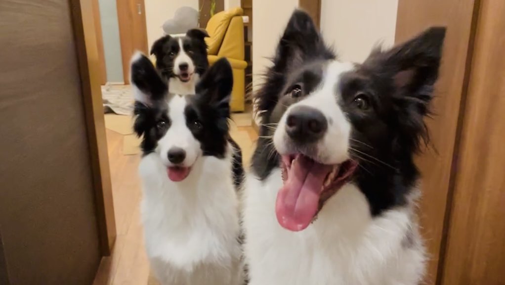 くーら🫠@寄生生物系Vtuber on Twitter: "RT @chiroru_border: オヤツ待ち〜🐶🐶🐶"