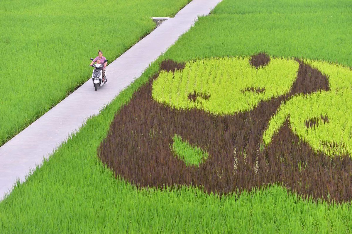 The rice paddy painting of three giant pandas in Chengdu goes viral ...