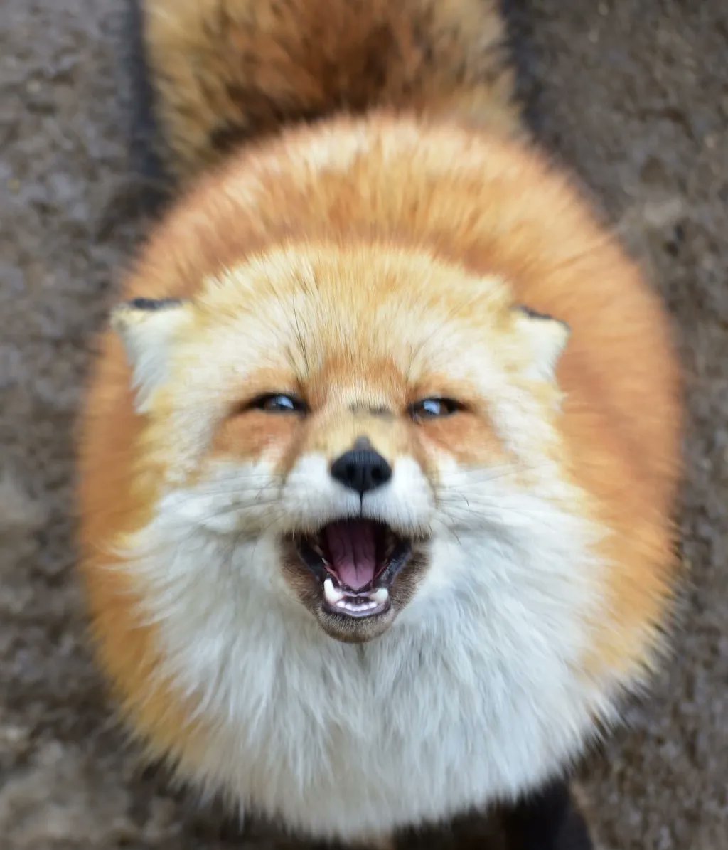 Real Life Tails The Fox
