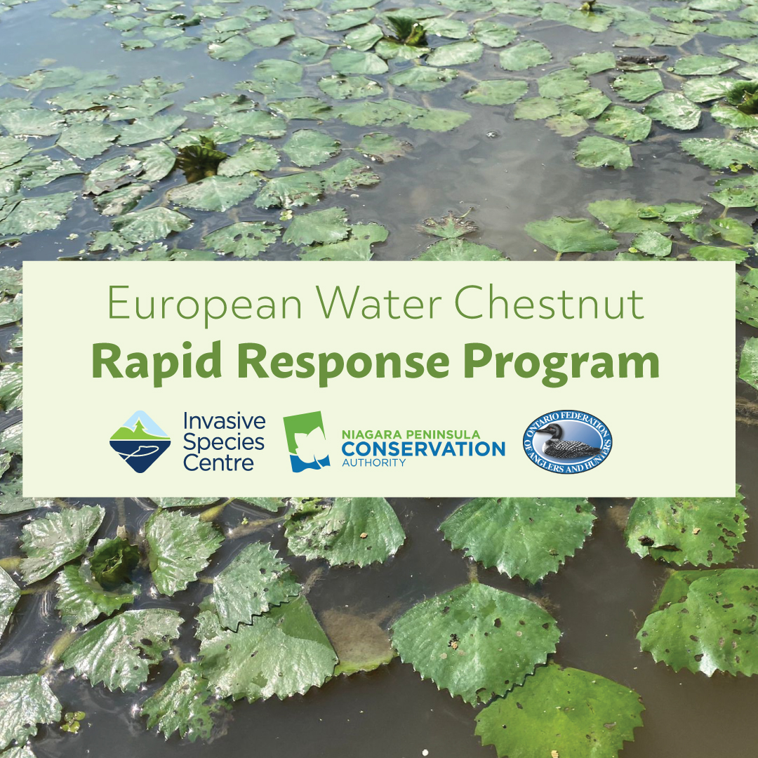 Water Chestnut Invasive