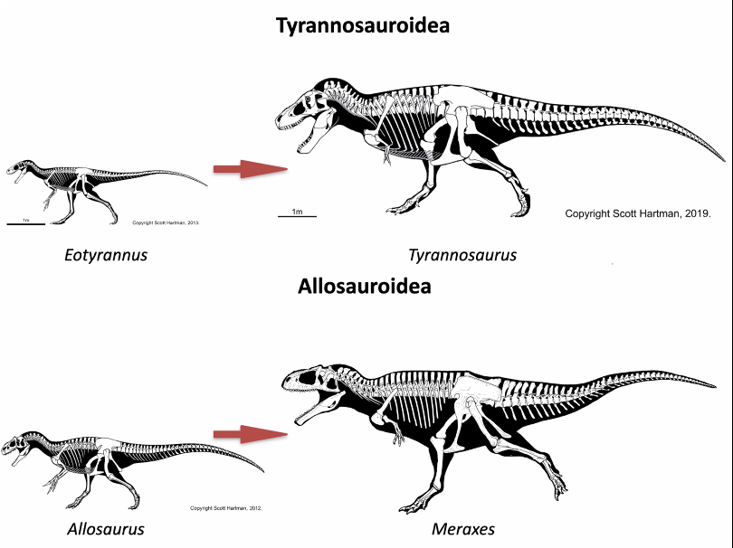 Meraxes Gigas: All You Need To Know About Huge Dinosaur, 46% OFF