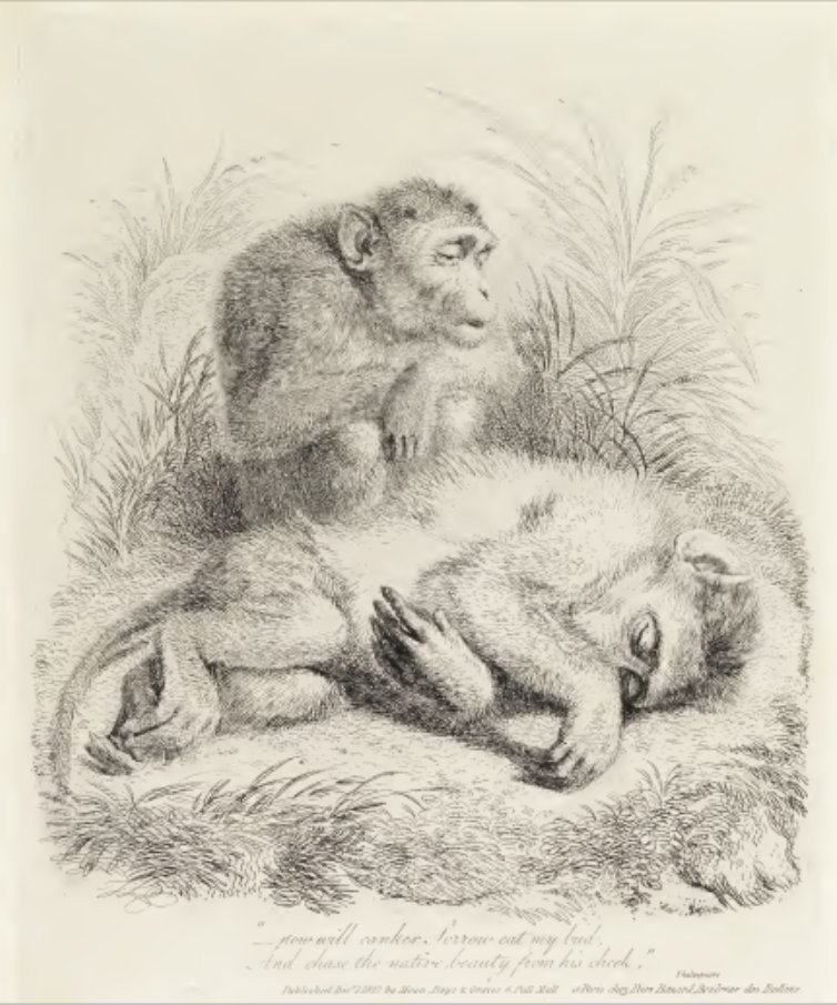 Remove the Mask Monkey-ana, or Men in Miniature. Designed and Etched by ...