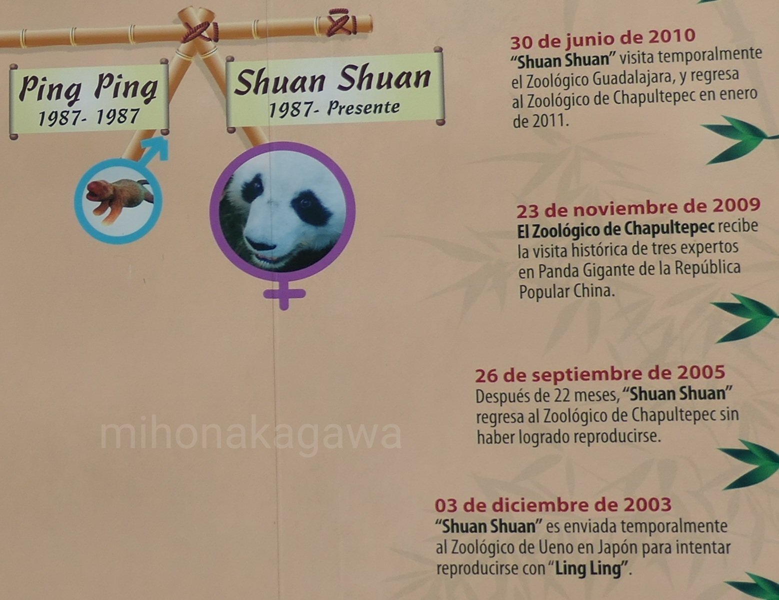 中川美帆 Miho Nakagawa (@nakagawamihoo) / Twitter