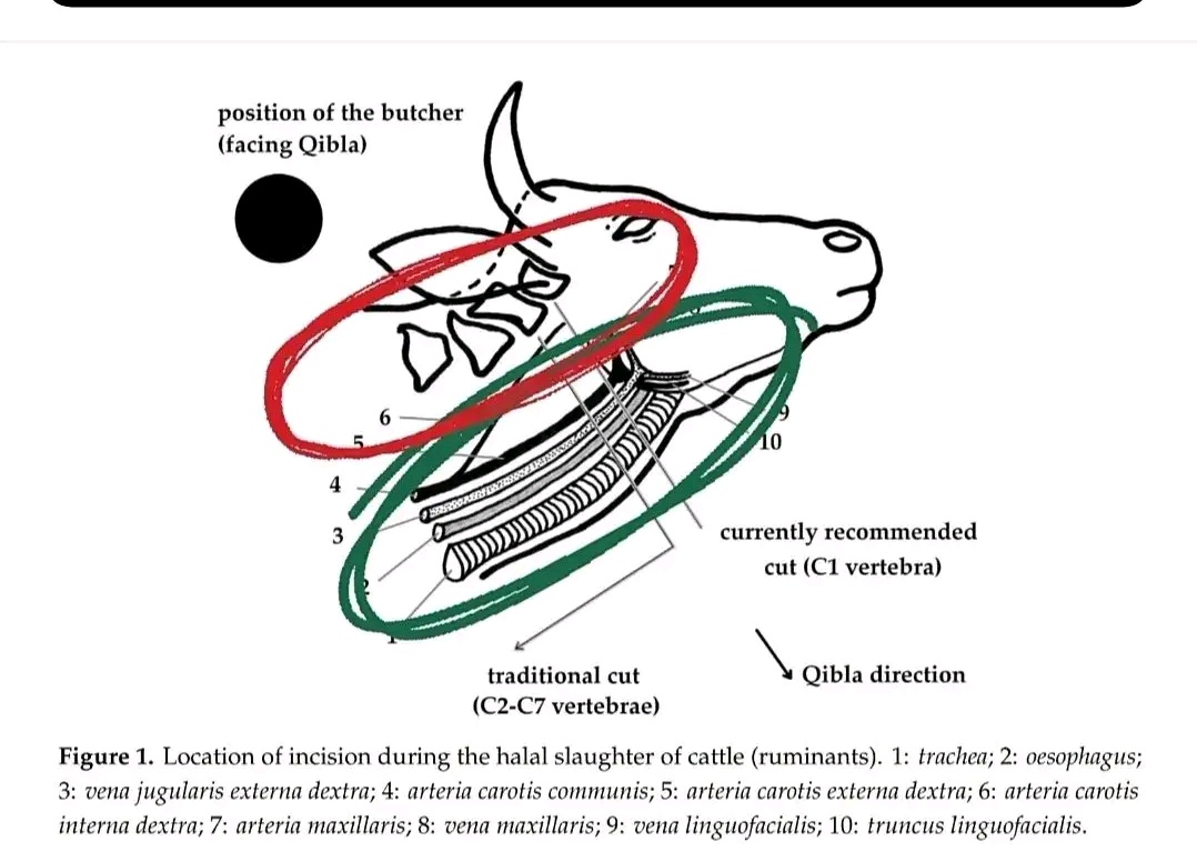 Jugular Vein Cut