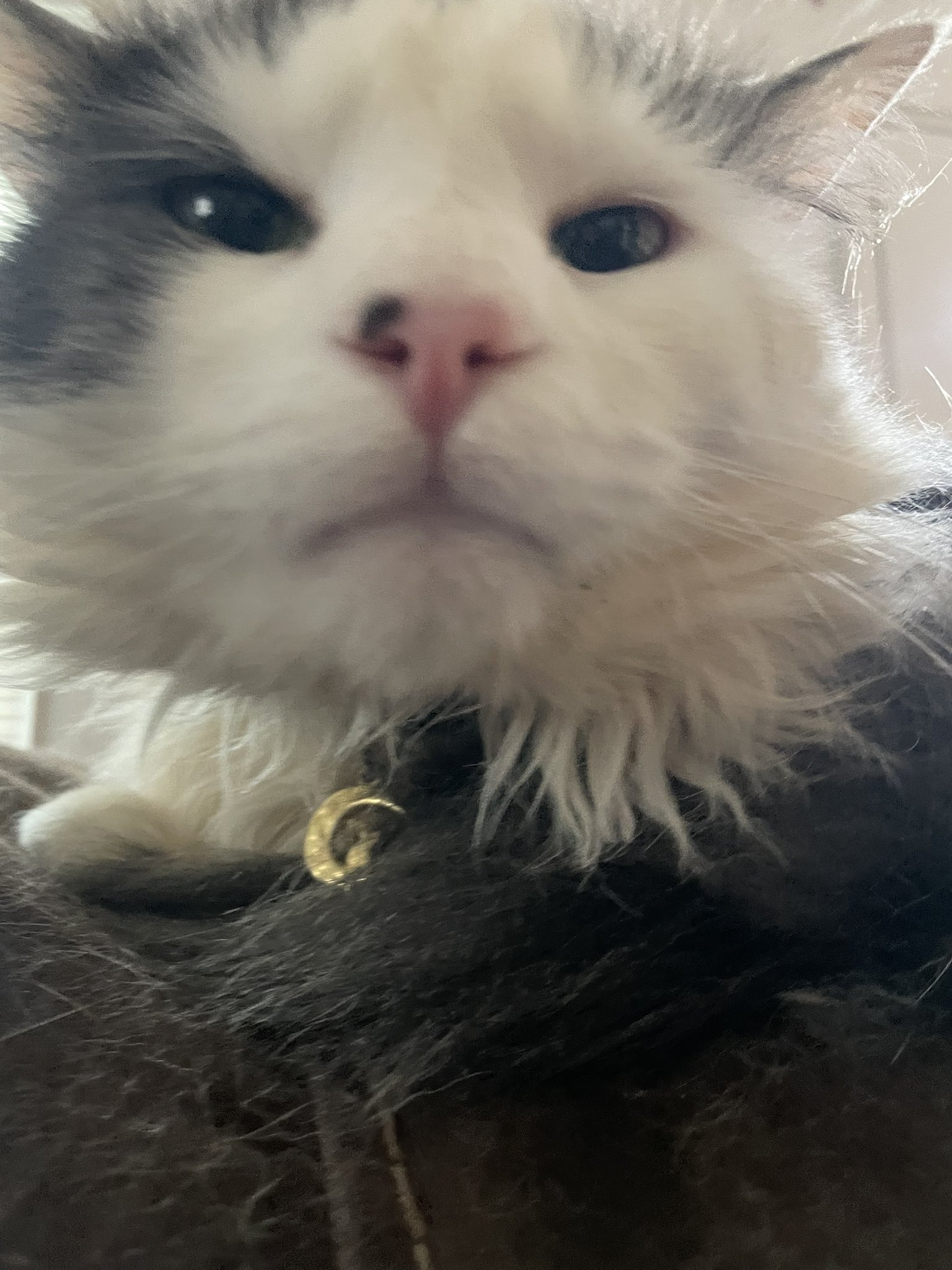 TW Pornstars - 🌺Aphia DeMieux🌺. Twitter. Some of y’all might forget I’m ...