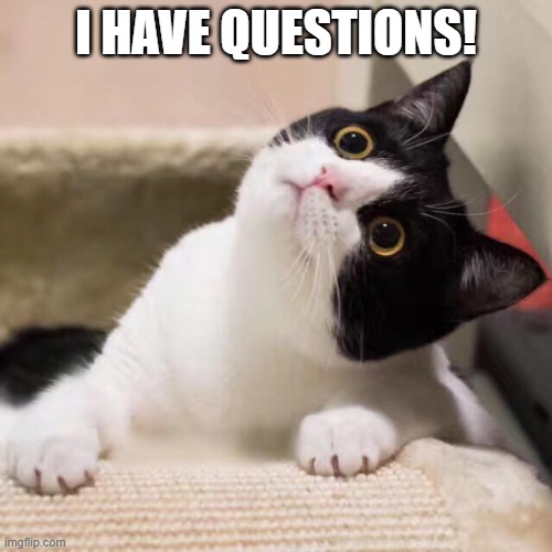 I Have A Question Cat