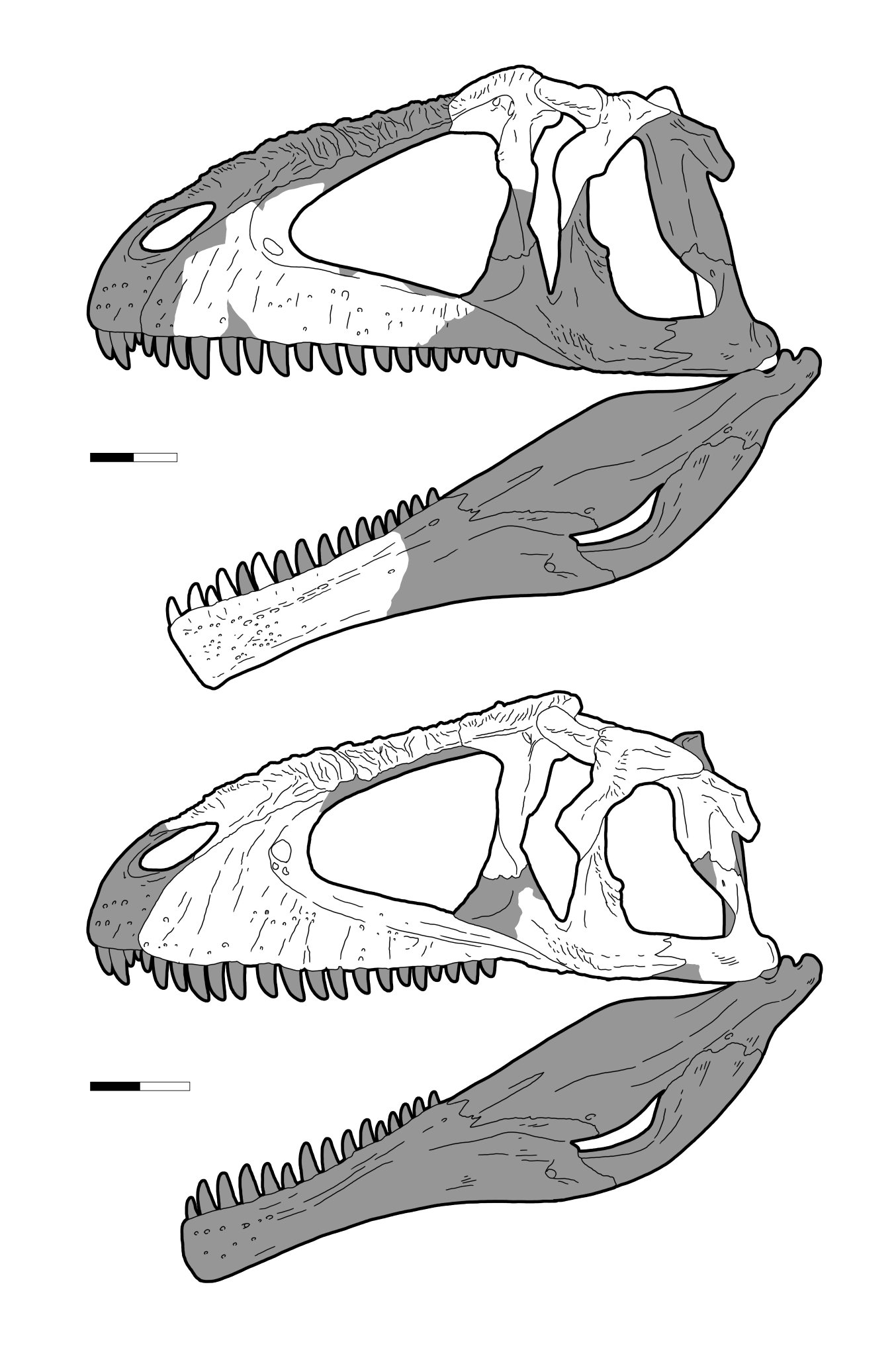 Mapusaurus Skull