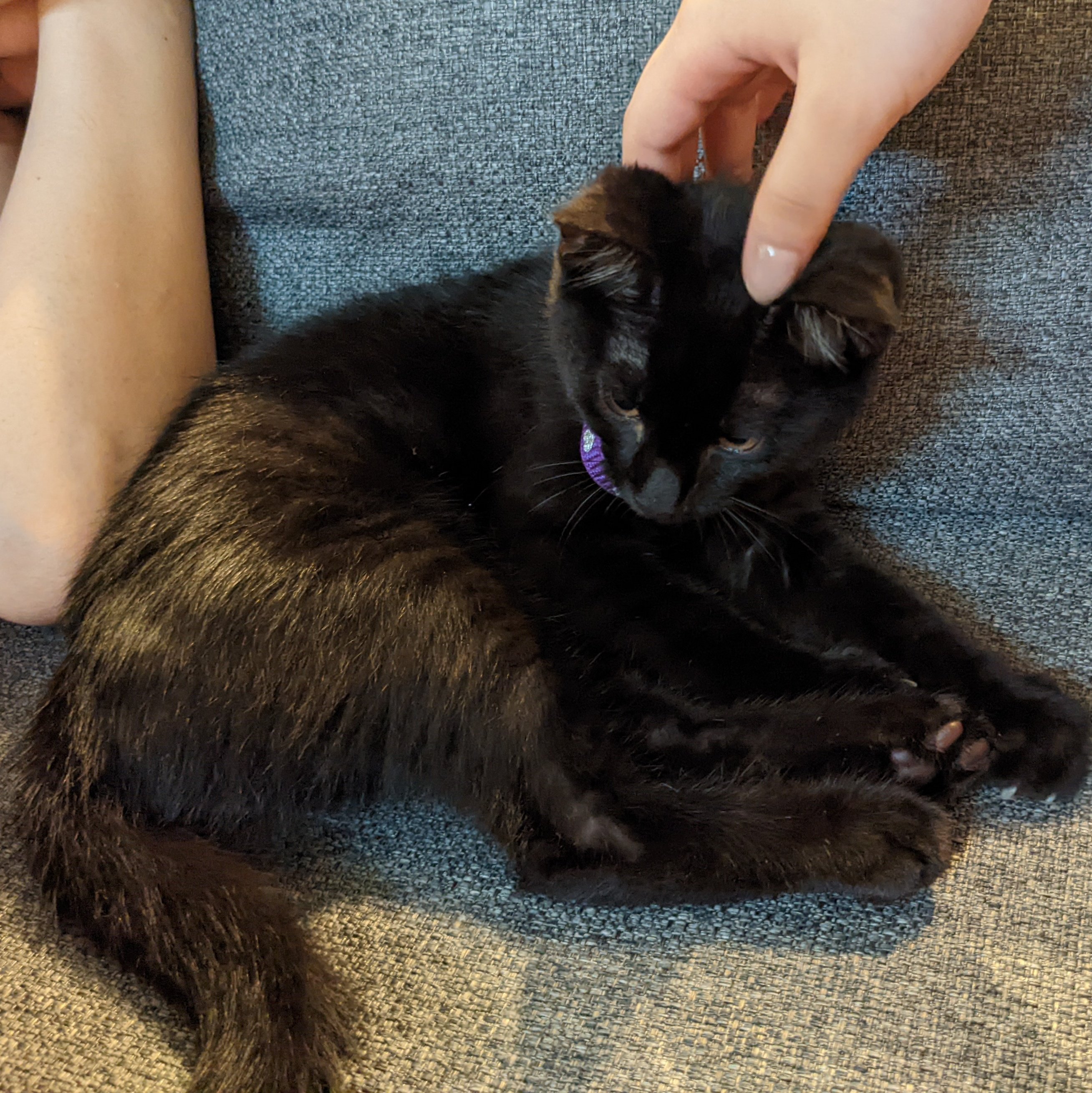 ありま (@nekoto_seikatu_) / Twitter