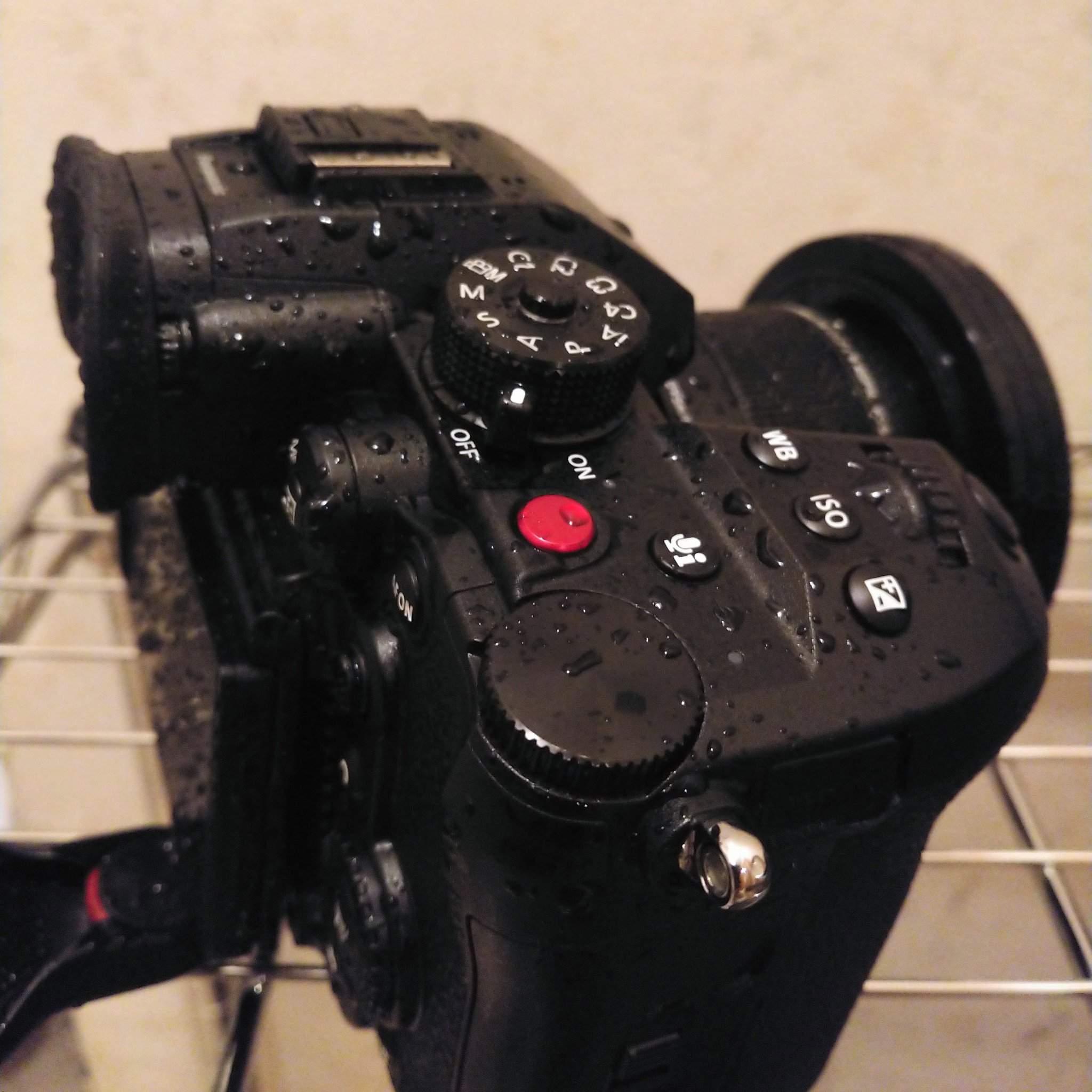 STUDIO_TARAS on Twitter: "散歩帰りにびしょ濡れ😅 https://t.co/ic7GXJtm9q" / Twitter