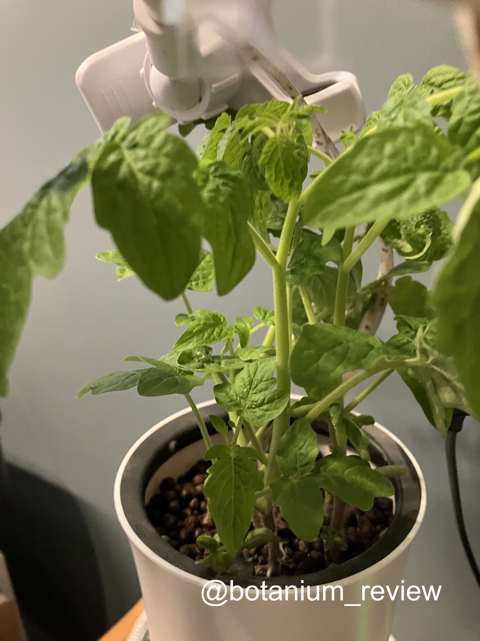 botanium_kuchikomi on Twitter: "ボタニアム水耕栽培DAY 49 枝がLEDコードを支えてるスマホホルダーにつっかえてる～ 勢い良すぎぃ！ ボタニアムについて ...