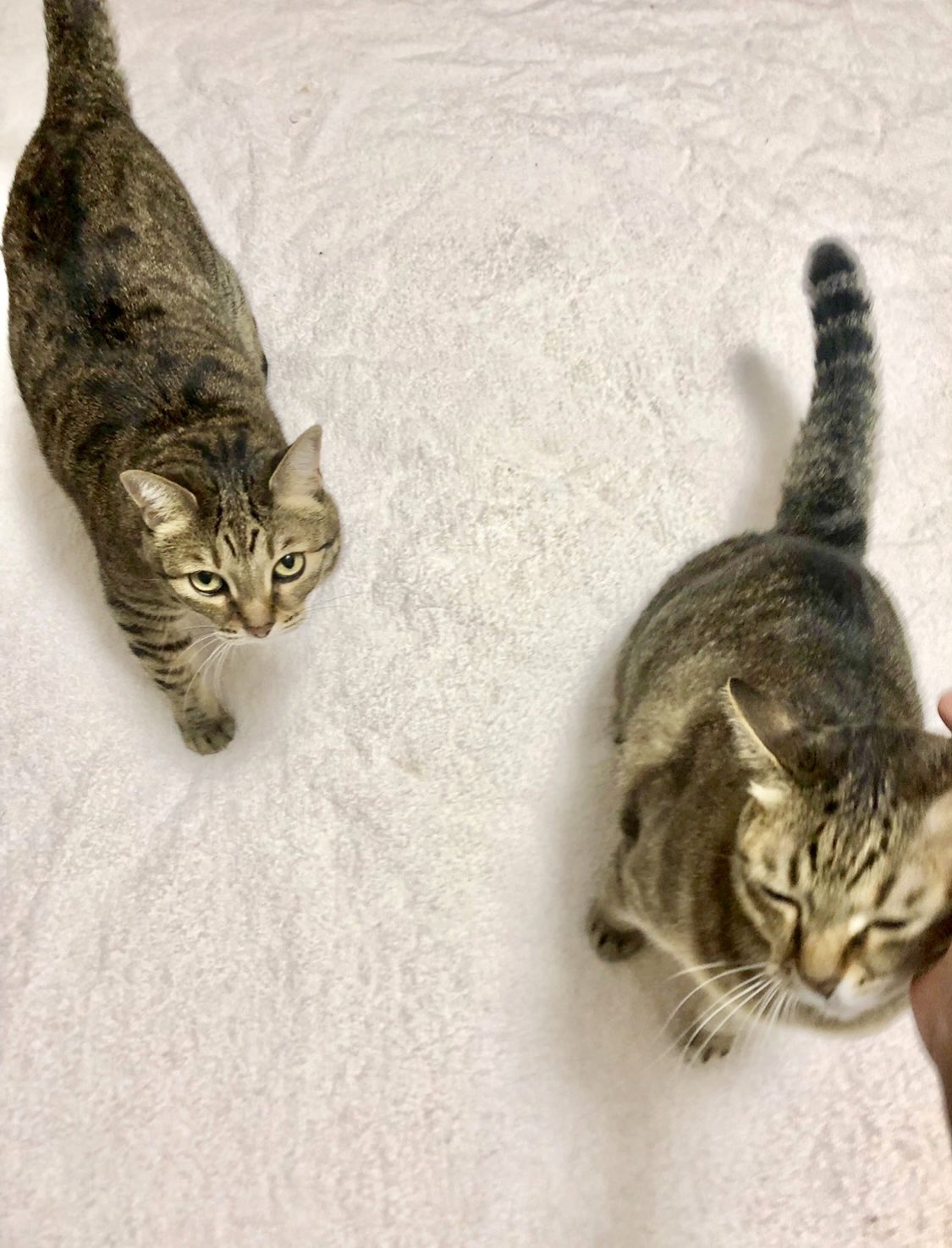 atsu_sasa on Twitter: "https://t.co/g7NCHku9fo" / Twitter