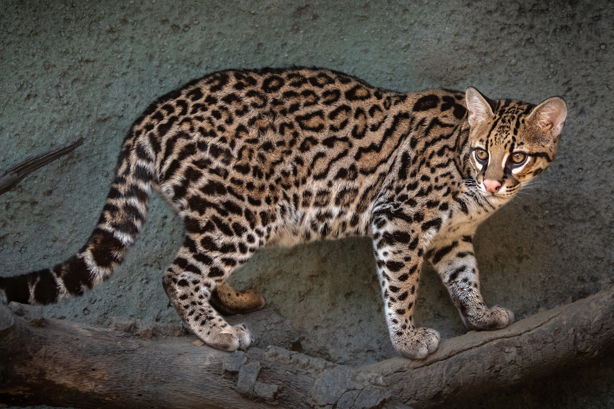 Ocelot Cat