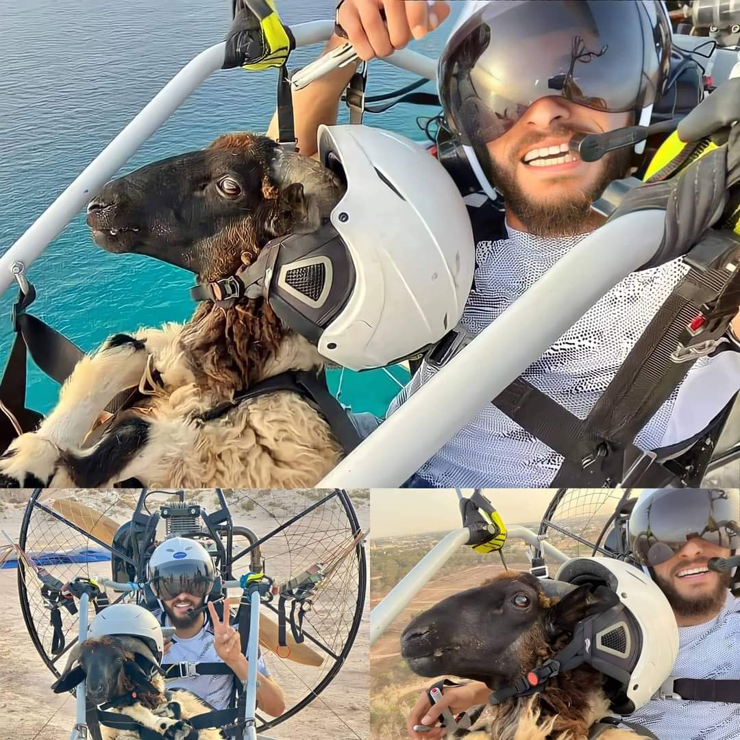 Screen Mix on Twitter: "شاب ليبي قرر ان يرفه عن خروف العيد ويأخذه في رحله جويه.. طيبة القلب😂 ️ ...