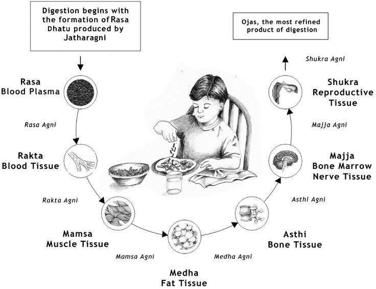 𝗖𝗼𝗻𝗰𝗲𝗽𝘁 𝗢𝗳 𝗦𝗮𝗽𝘁𝗮𝗗𝗵𝗮𝘁𝘂𝘀 Defination of Dhatu- धारणात् धातव :- According ...
