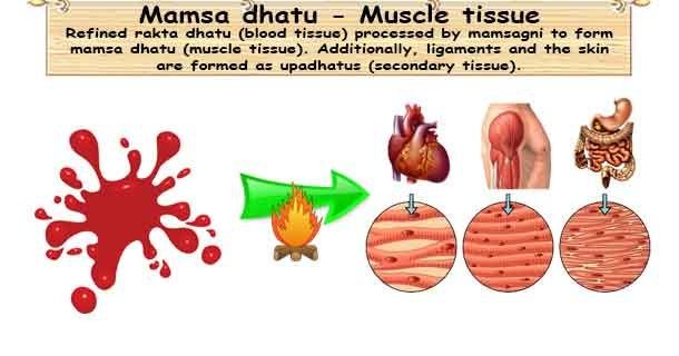 𝗖𝗼𝗻𝗰𝗲𝗽𝘁 𝗢𝗳 𝗦𝗮𝗽𝘁𝗮𝗗𝗵𝗮𝘁𝘂𝘀 Defination of Dhatu- धारणात् धातव :- According ...