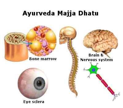 𝗖𝗼𝗻𝗰𝗲𝗽𝘁 𝗢𝗳 𝗦𝗮𝗽𝘁𝗮𝗗𝗵𝗮𝘁𝘂𝘀 Defination of Dhatu- धारणात् धातव :- According ...