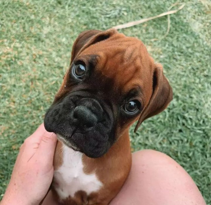 Cute Baby Boxer Dogs