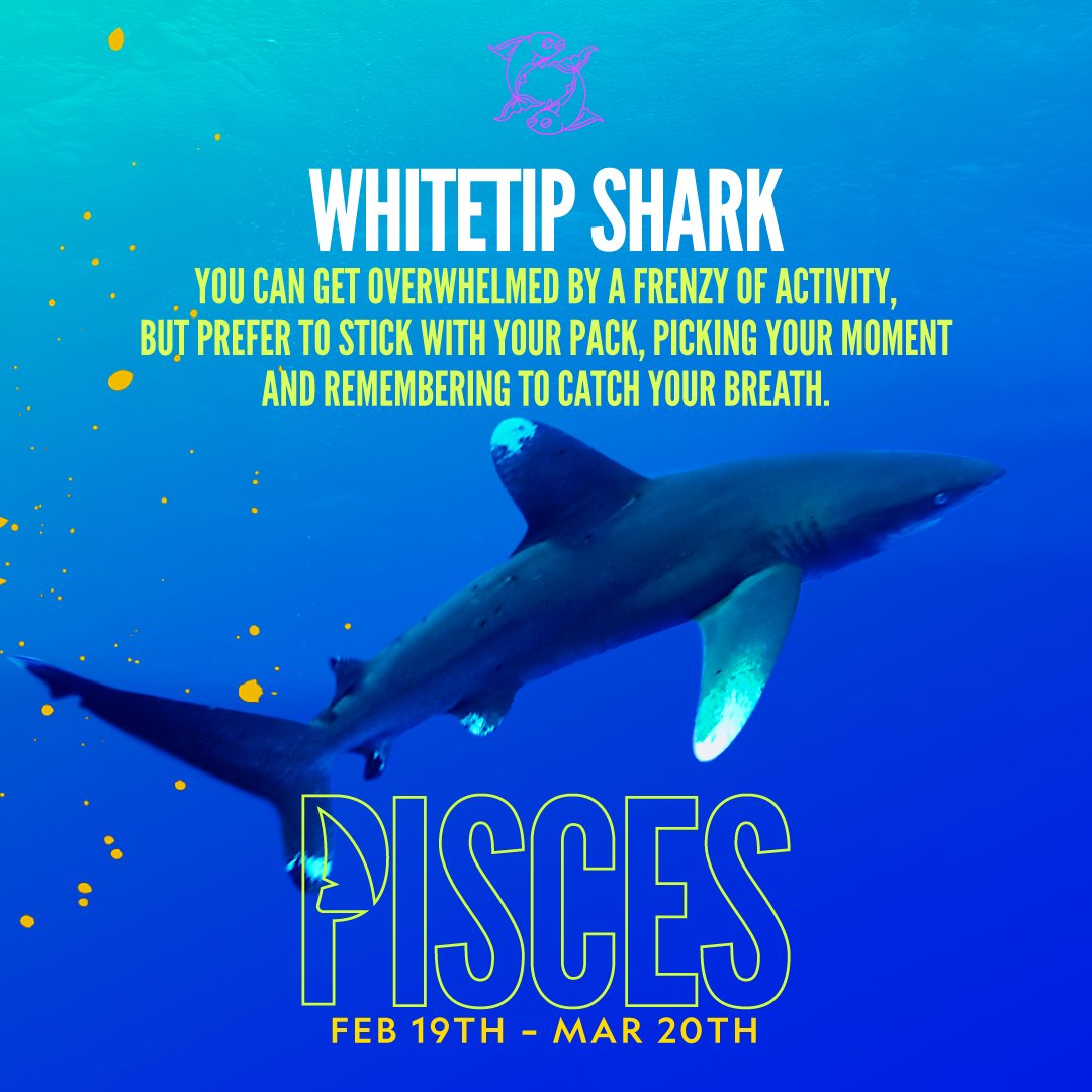 Shark zodiac sign 60 photos - Astrologytoyou.com