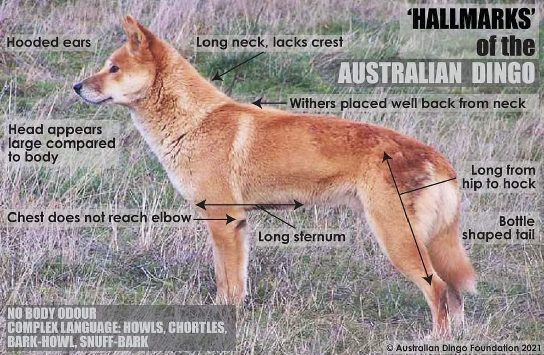 Why Do Dingoes Howl