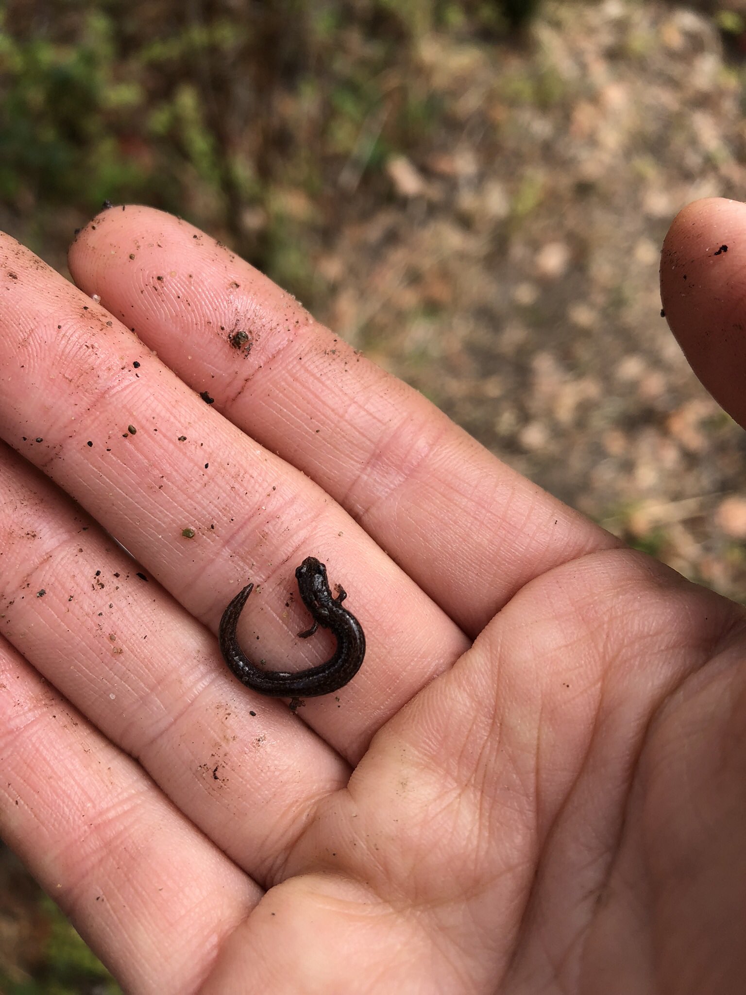 Life Cycle Of A Salamander Nature Upclose: A Salamander's Life By John
