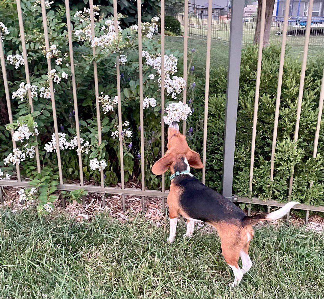 Battle Beagle On Twitter