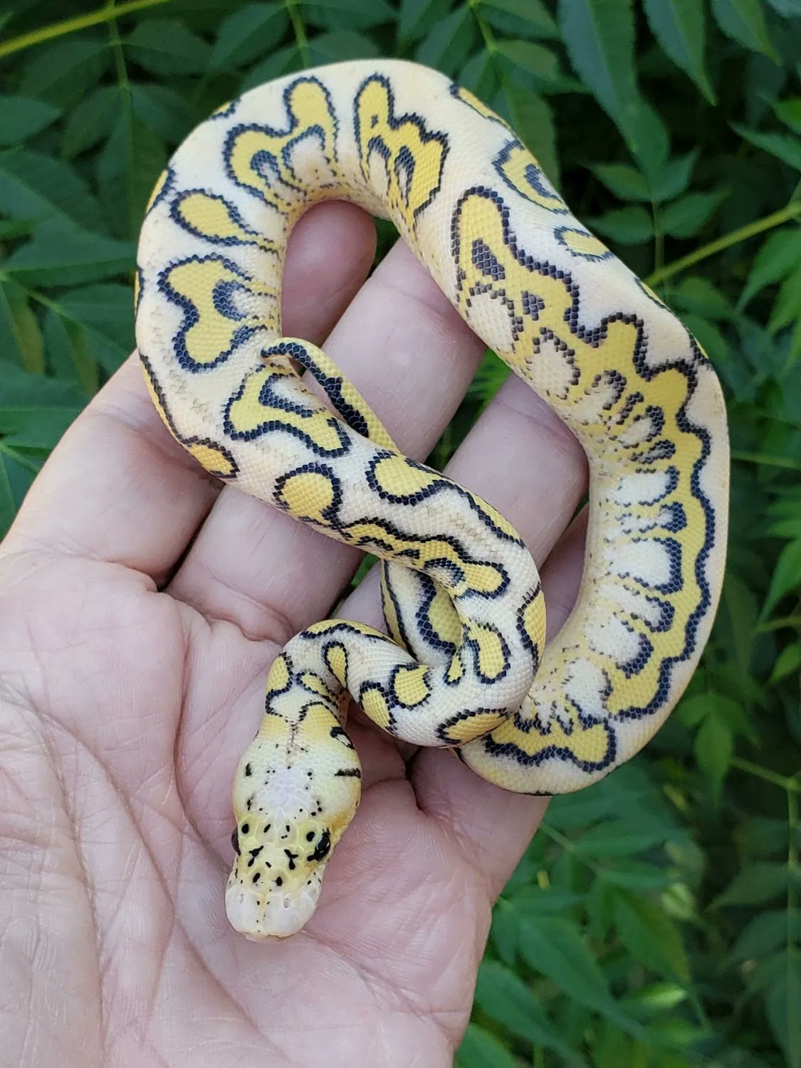 Pastel Clown Ball Python