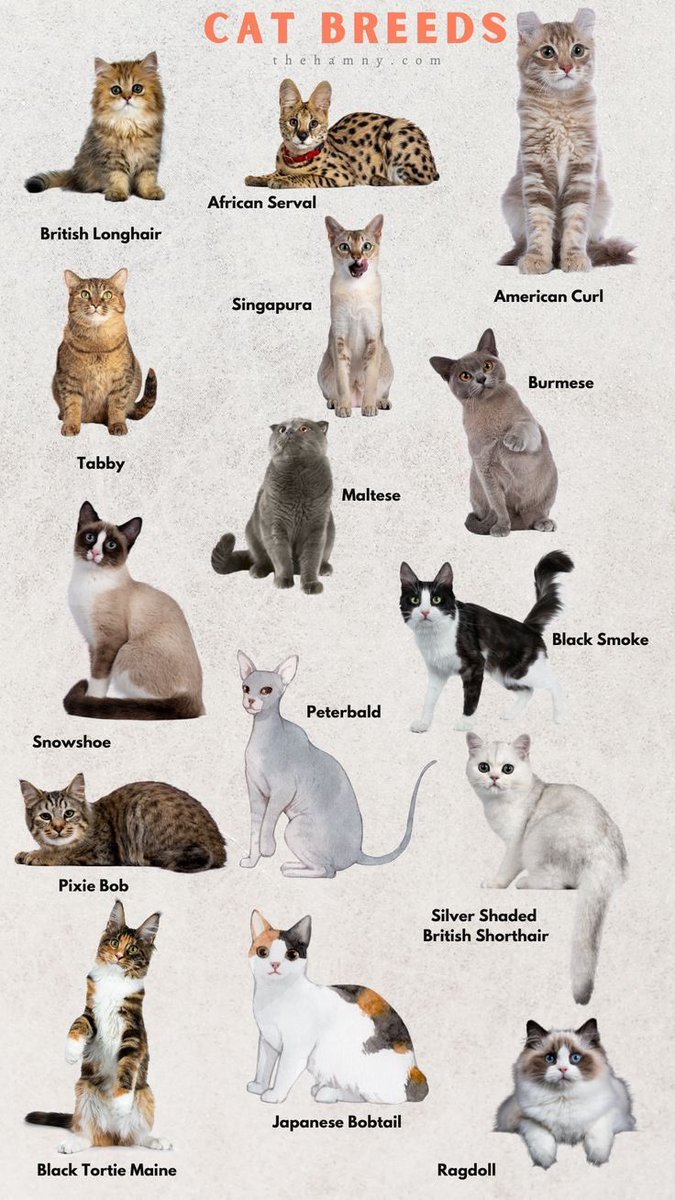 LALISA GLOBAL FANBASE on X Are you a cat person Like Lisa do you have cats What s your favourite List them below with tags Reply with tags LISA LALISA MONEY