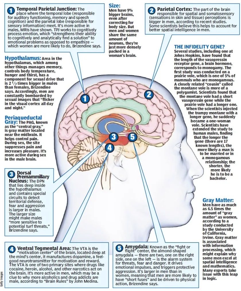 Emotional Intelligence Brain Structure