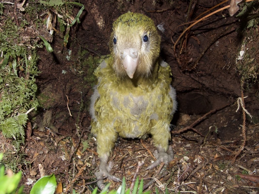 Baby Kakapo