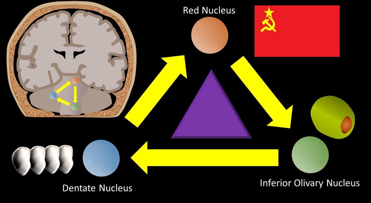 1/”That’s a ninja turtle looking at me!” I exclaimed. My fellow rolled ...