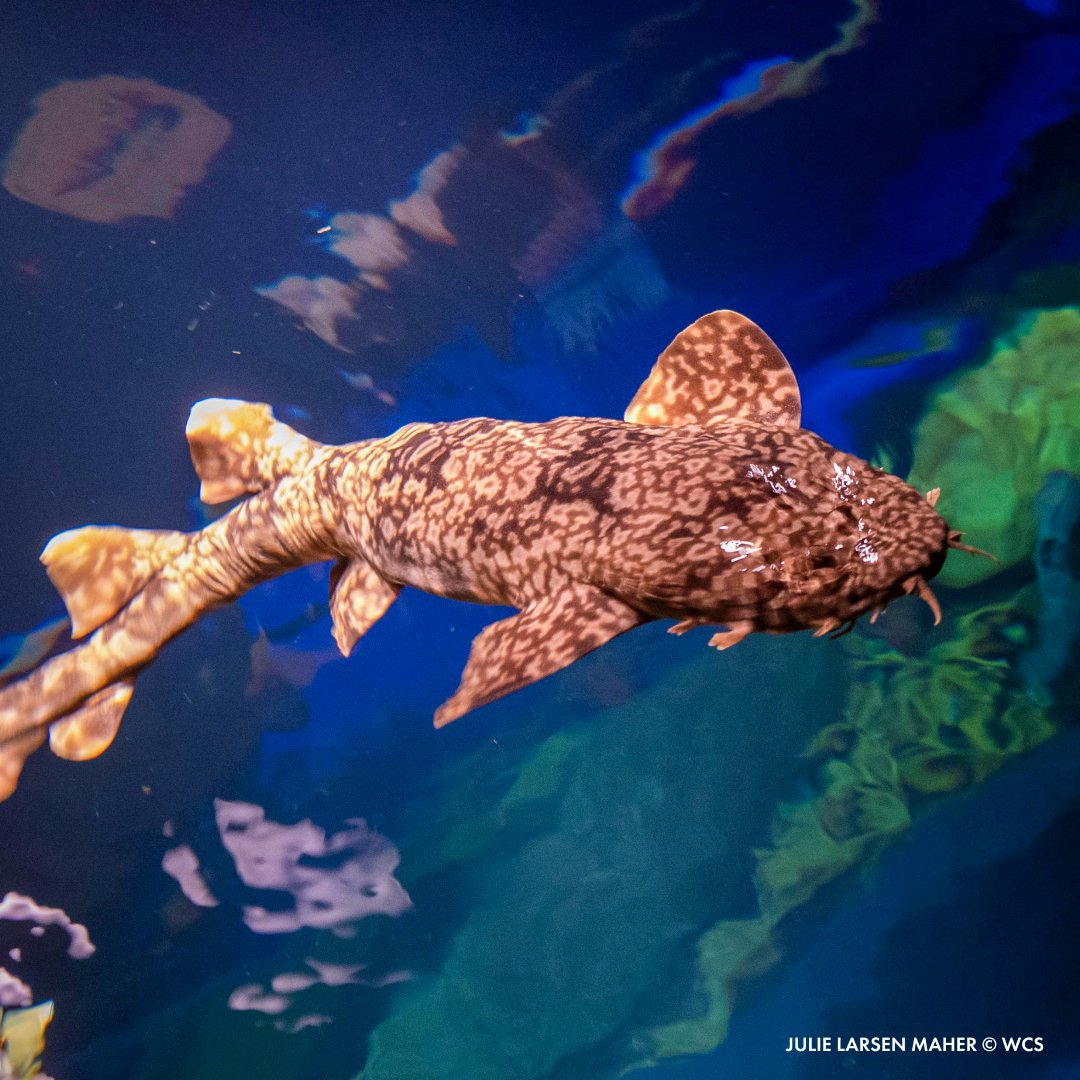 Spotted Wobbegong
