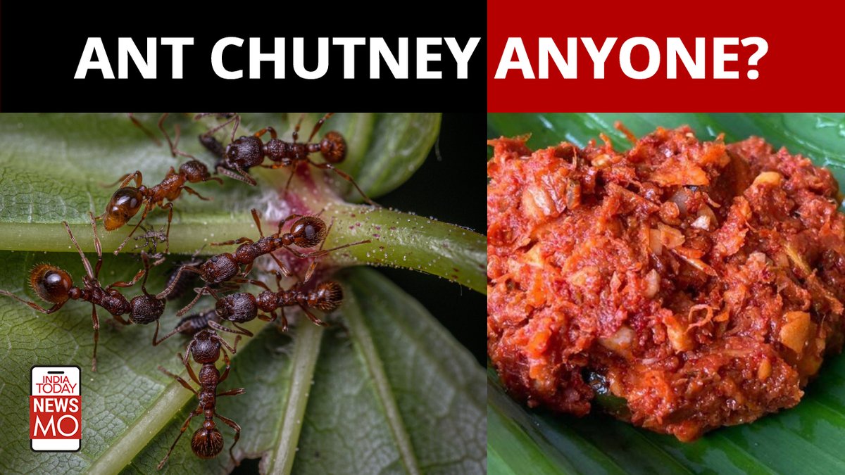 Ever tried red ant chutney? Well, tribes of Chhattisgarh and Odisha ...