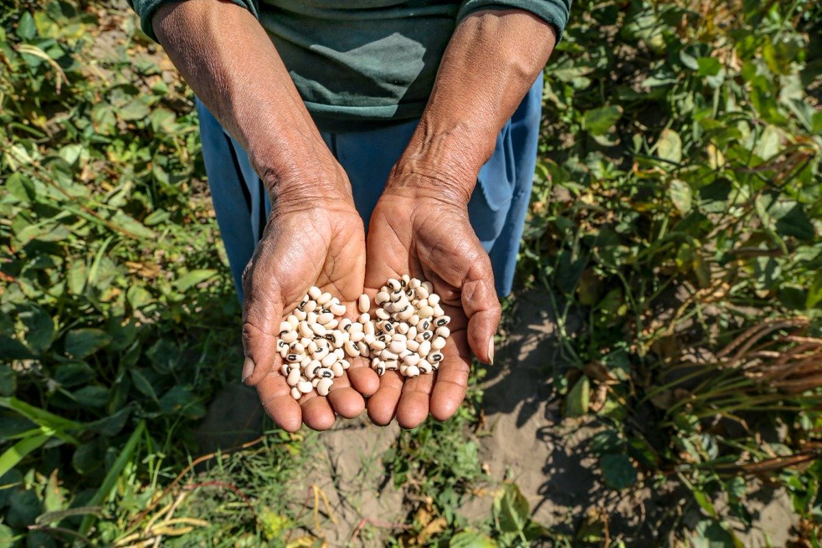 Midagri PerÚ On Twitter Las Legumbres O Menestras Se Cultivan En 23