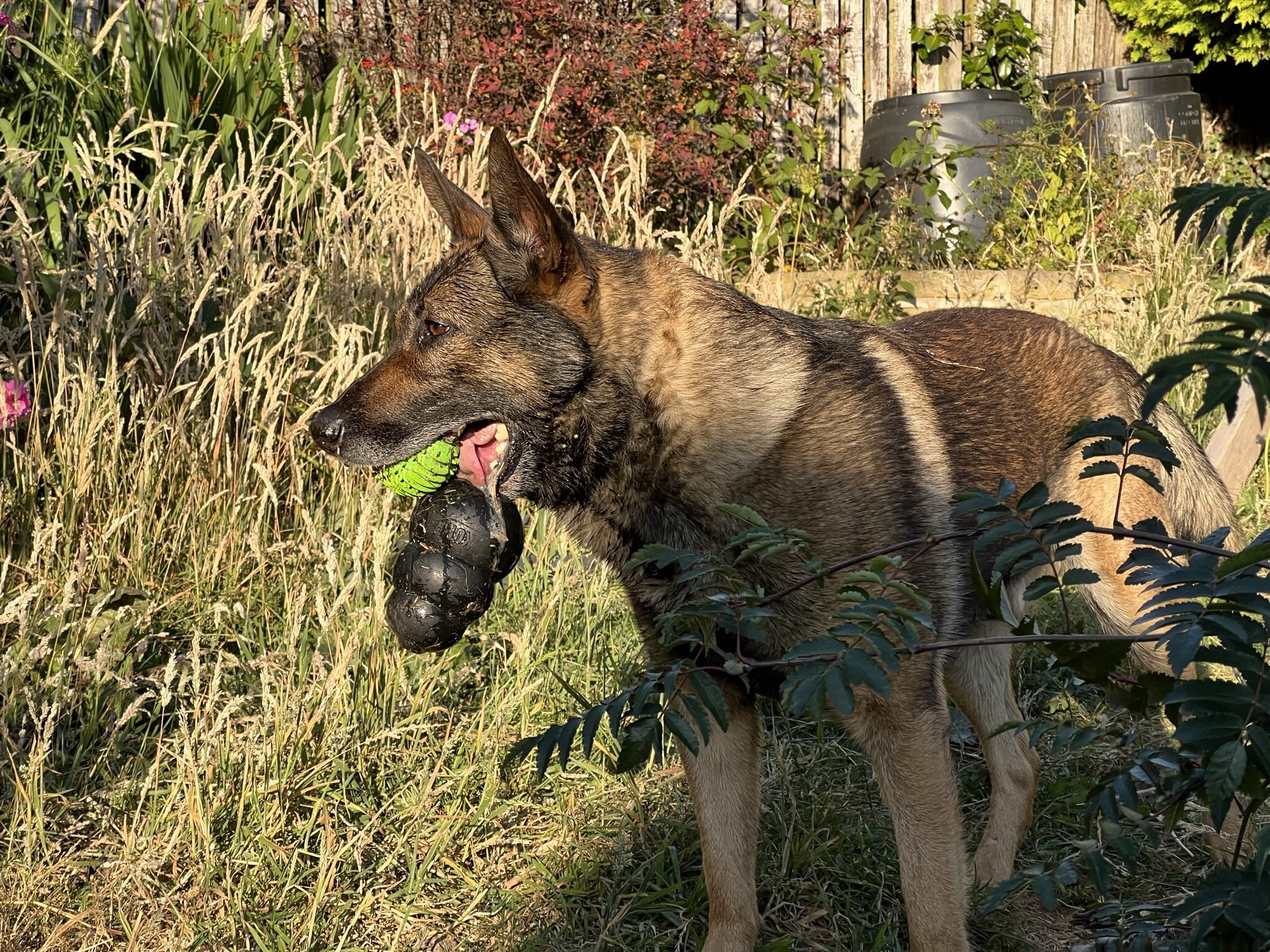 How Often Do You Need To Professionally Groom A Lupo Italiano
