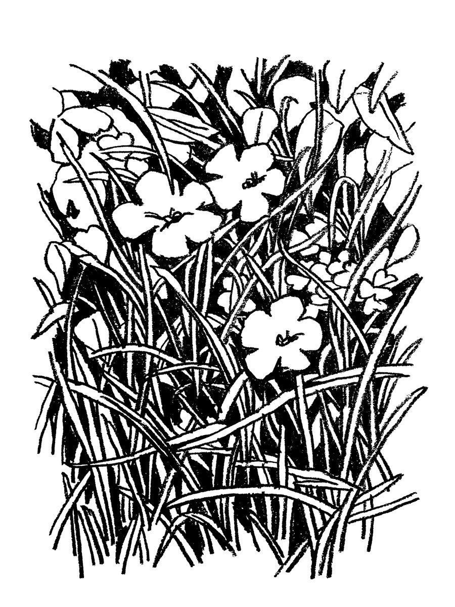 koki tsubomoto | 坪本幸樹の漫画