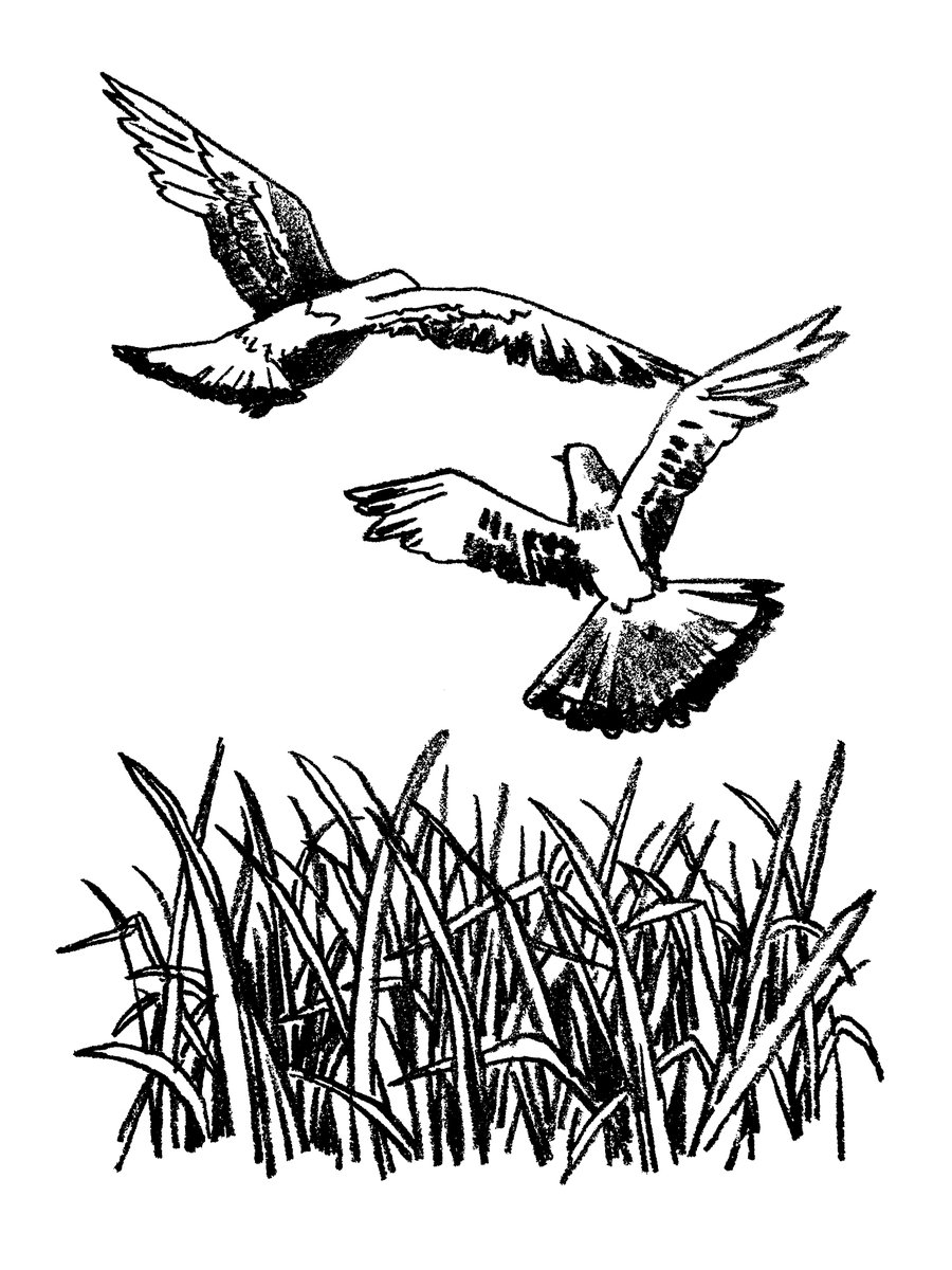 koki tsubomoto | 坪本幸樹の漫画