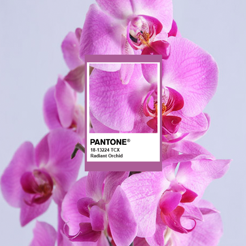 Pantone Radiant Orchid Wallpaper
