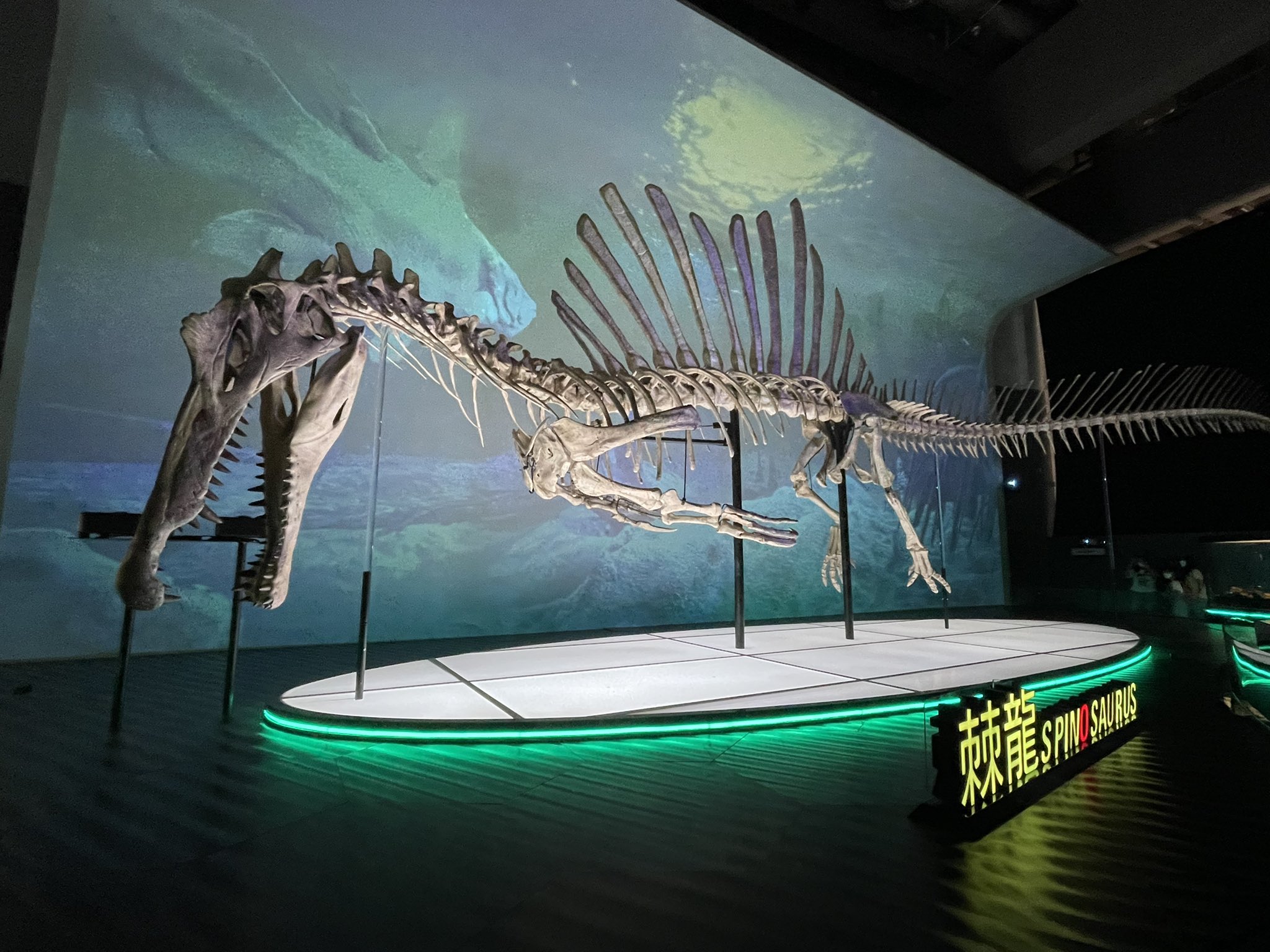 Spinosaurus Skelet Museum Ben Is 210 Miljoen Jaar, Heeft Een Lange Nek