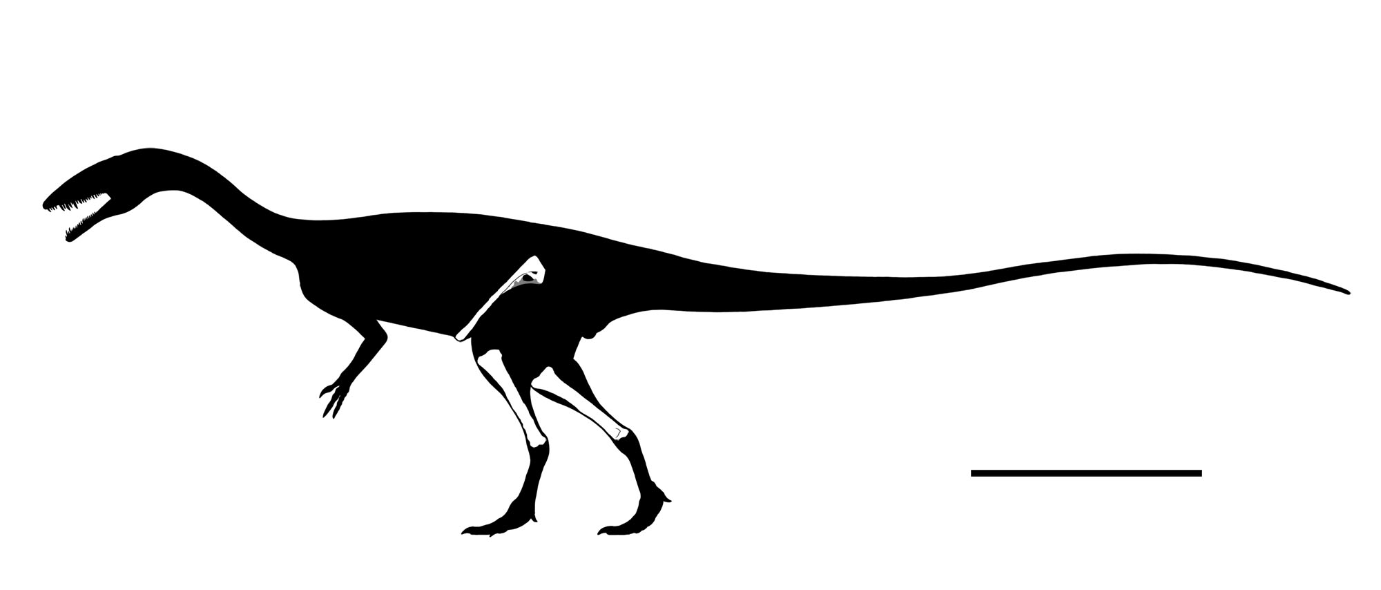 Gojirasaurus Skeleton