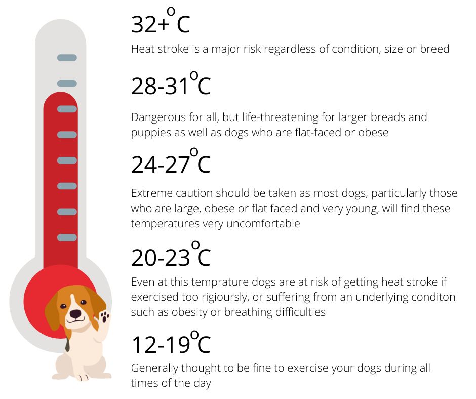 What Is Normal Dog Temperature In Centigrade